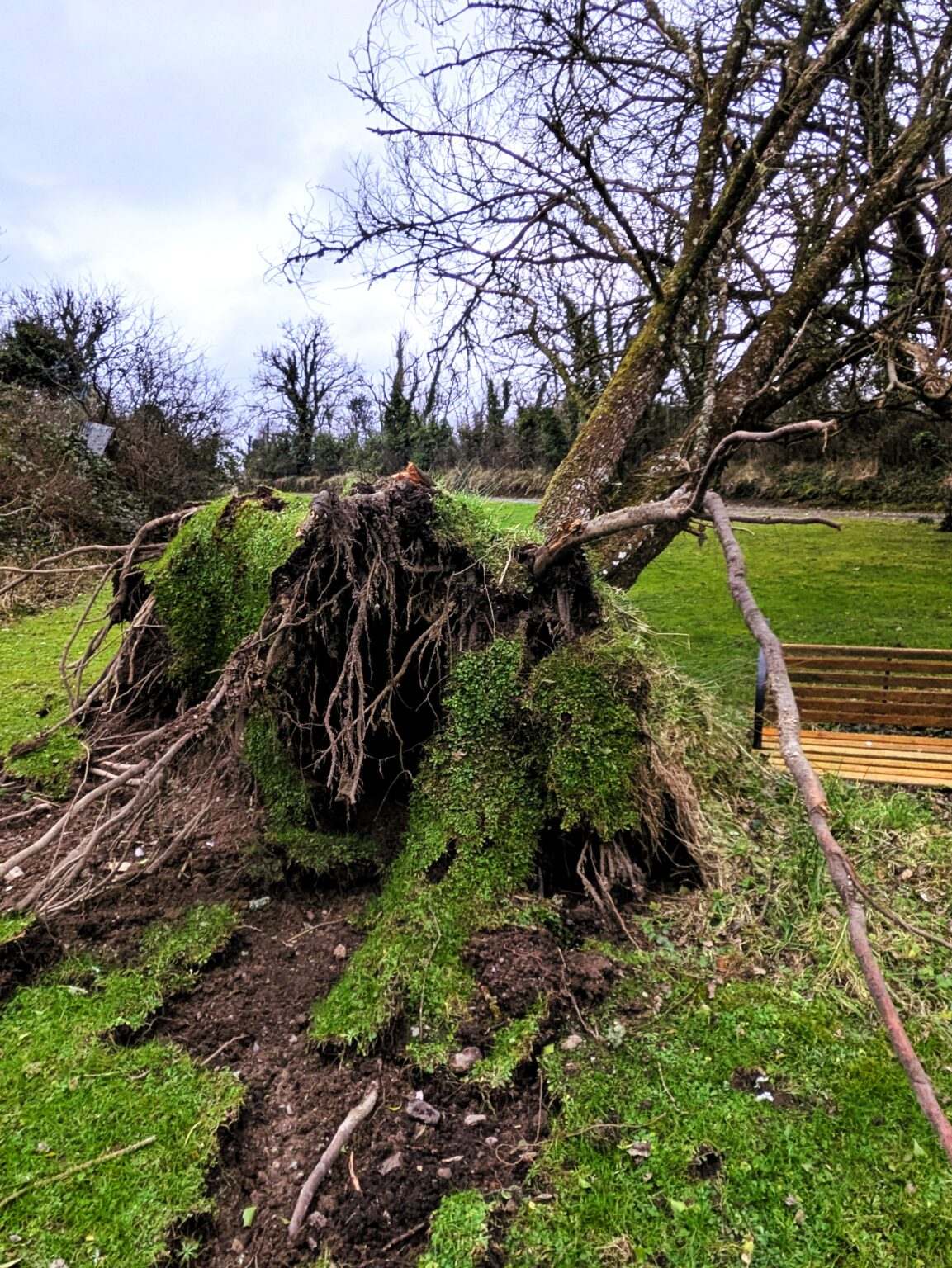Storm Eowyn: the long clear up – Story Archaeology