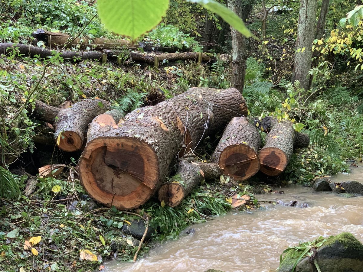 Chris’ Ramble 15 ~ Lament for the Ash – Story Archaeology